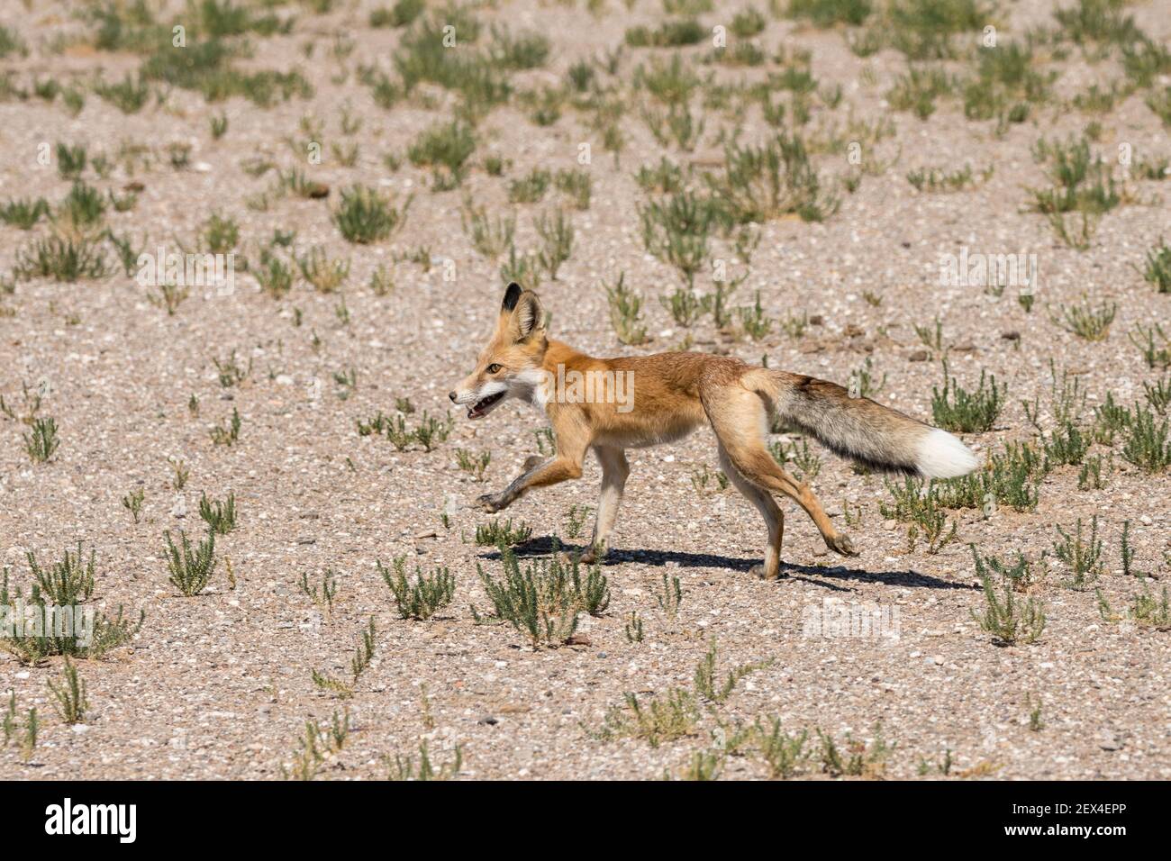 Red fox (probably subspecies tschiliensis) running in the Galba Gobi ...
