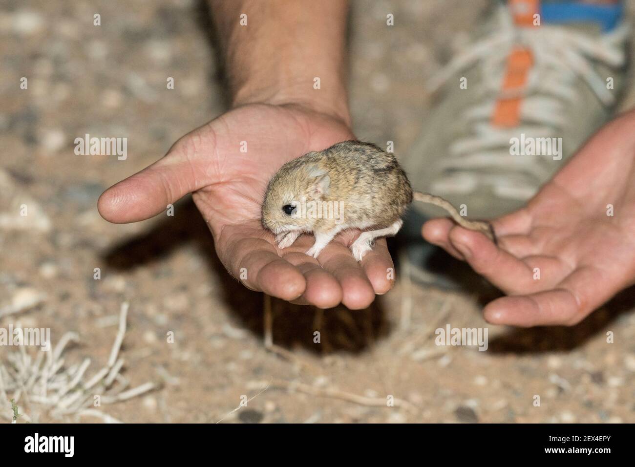 Kozlov's pygmy jerboa (Salpingotus kozlovi) adult hand held at night in ...