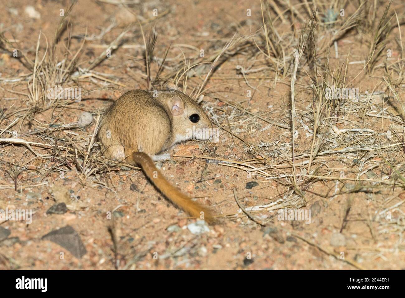 Jird desert hi-res stock photography and images - Alamy