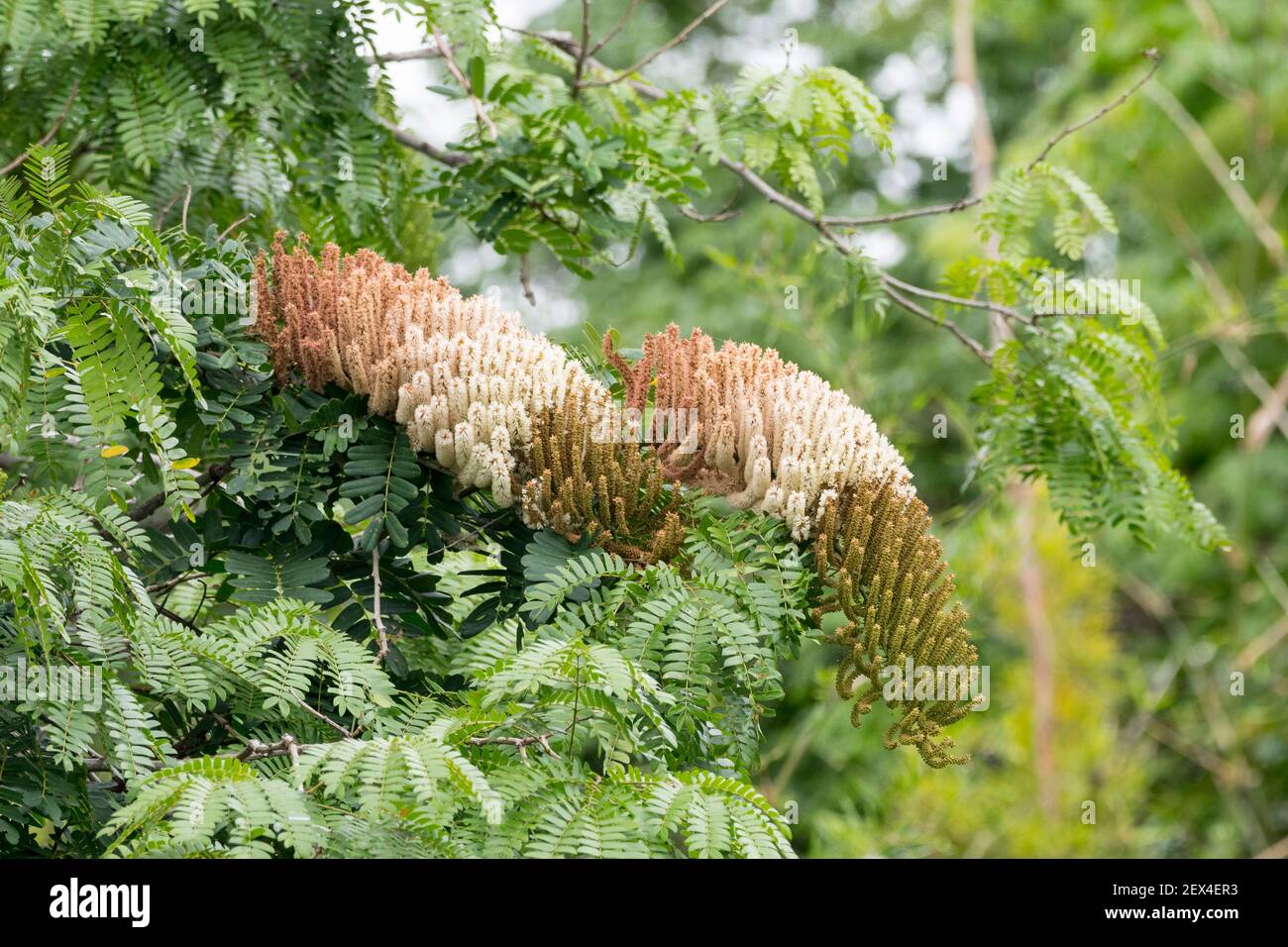 Inflorescences of the Entada shrub (Entada polyphylla) in Rio Guajara ...