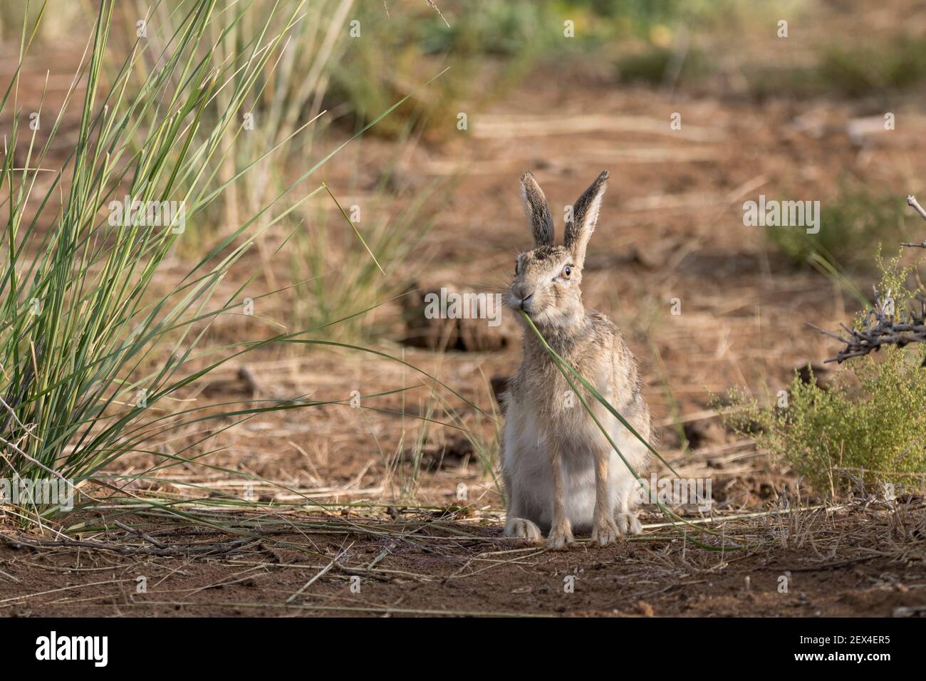 Tolai Hare (Lepus tolai) eating grasses in an oasis in the Galba Gobi ...