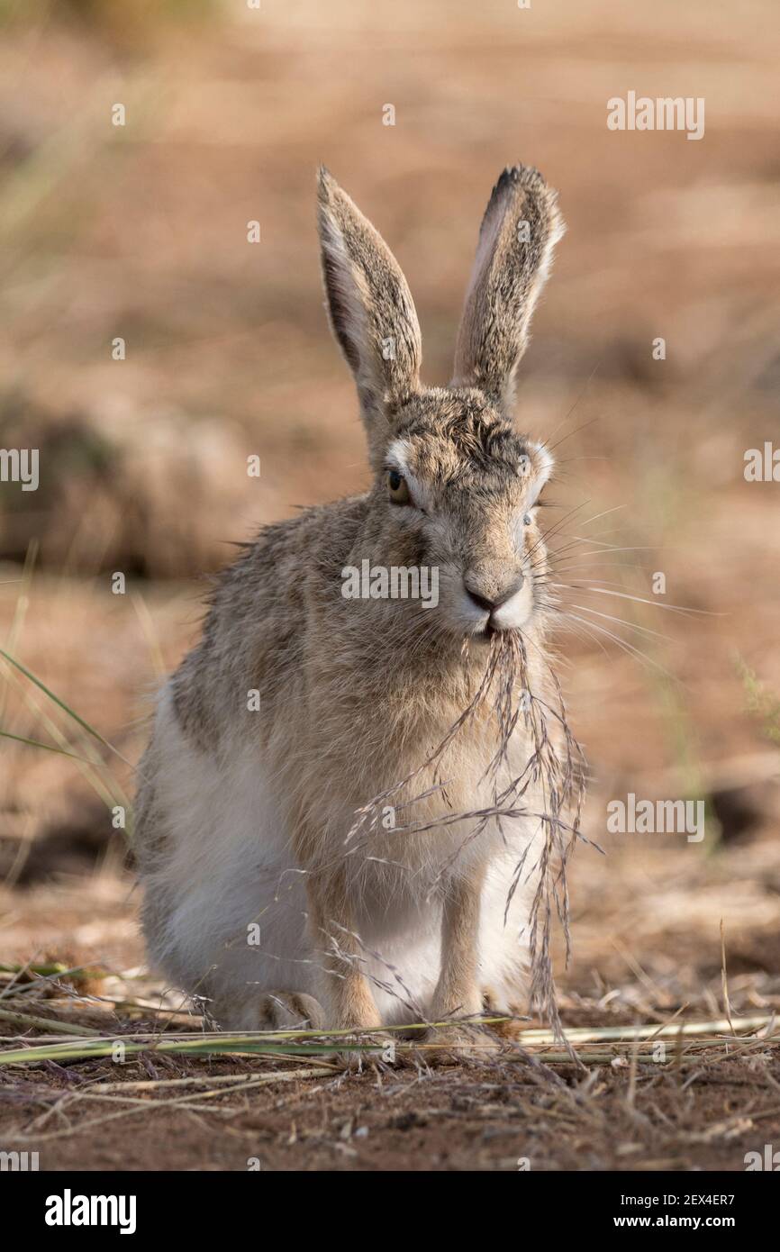 Tolai Hare (Lepus tolai) eating grasses in an oasis in the Galba Gobi ...