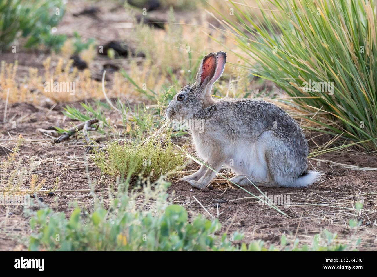 Tolai Hare (Lepus tolai) eating grasses in an oasis in the Galba Gobi ...