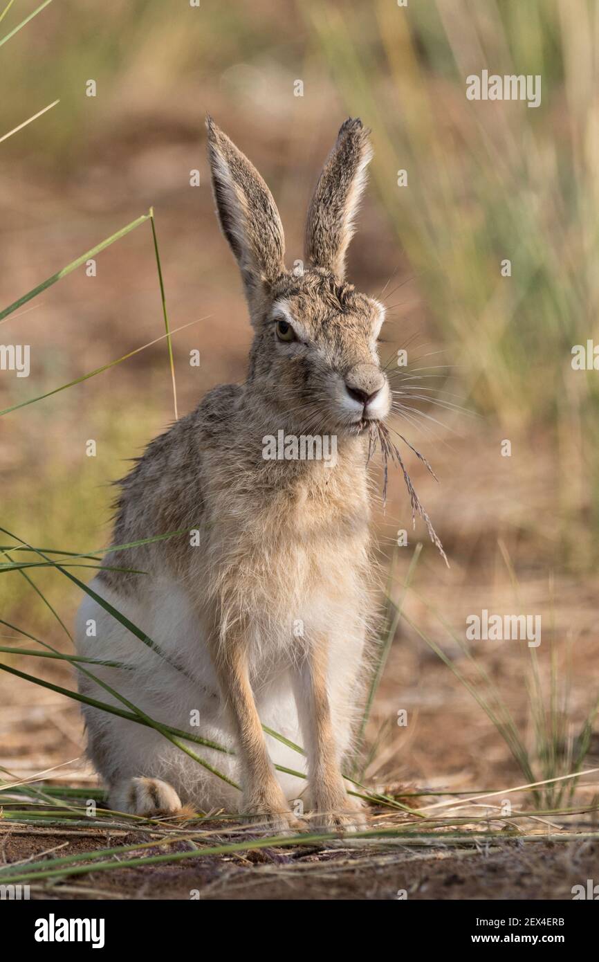 Tolai Hare (Lepus tolai) eating grasses in an oasis in the Galba Gobi ...