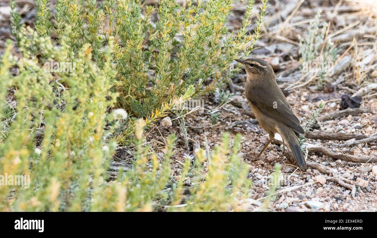 Dusky warbler (Phylloscopus fuscatus) on a migratory stopover in the ...