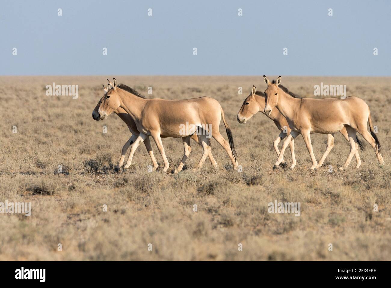 Asian wild ass (Equus hemionus) in a semi-arid steppe landscape of the ...