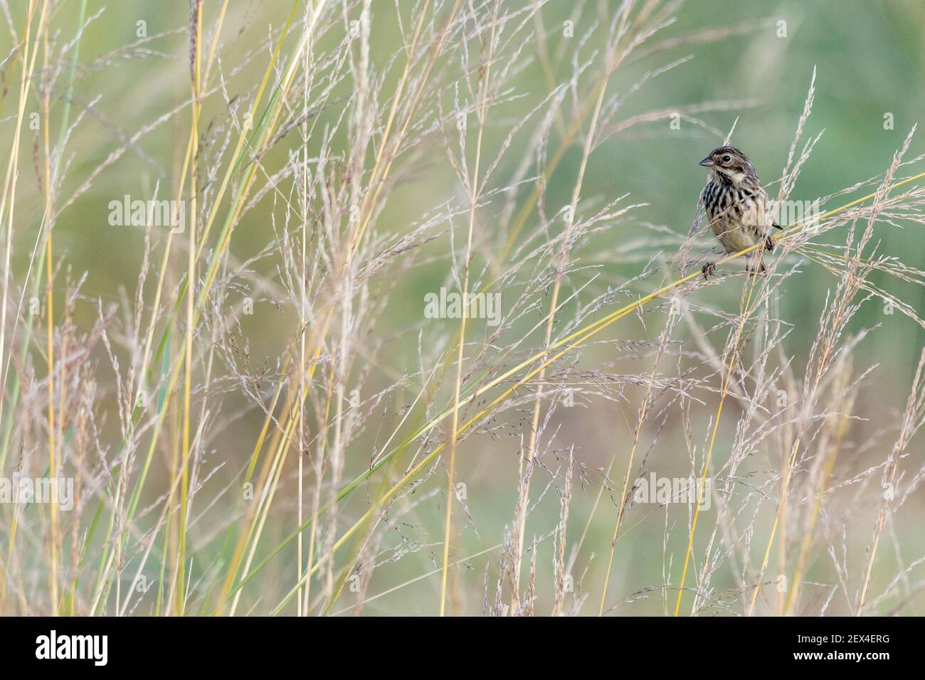 Reed Bunting (Emberiza schoeniclus) on grasses in an oasis in the Galba ...