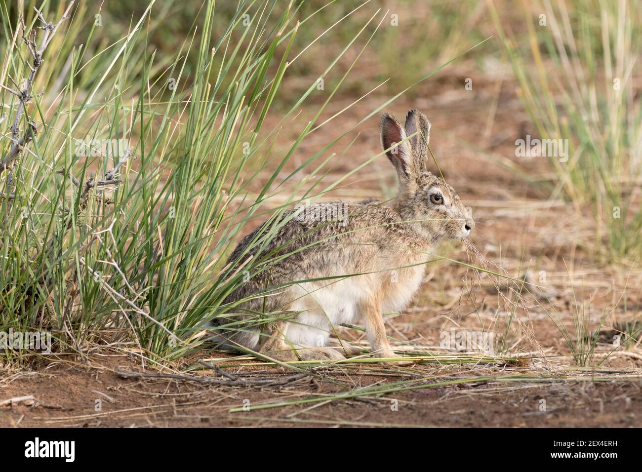 Tolai Hare (Lepus tolai) eating grasses in an oasis in the Galba Gobi ...