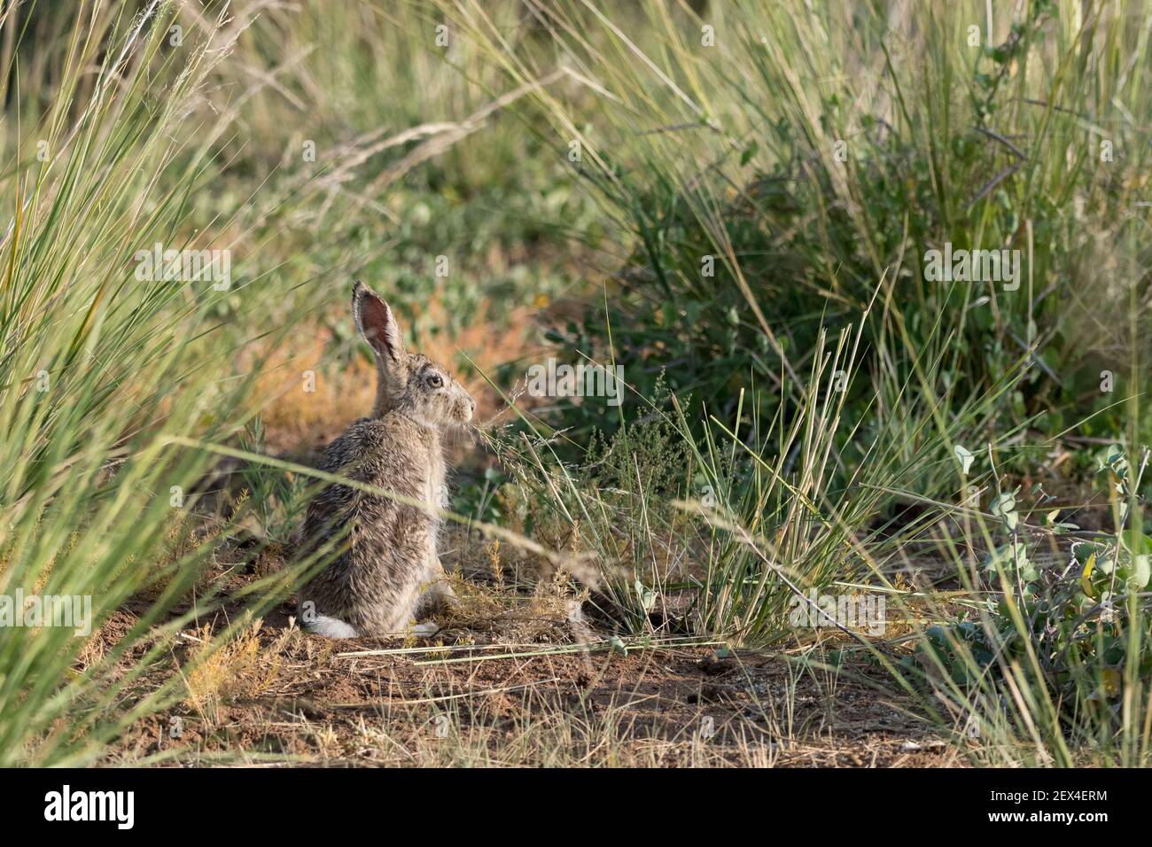 Tolai Hare (Lepus tolai) eating grasses in an oasis in the Galba Gobi ...