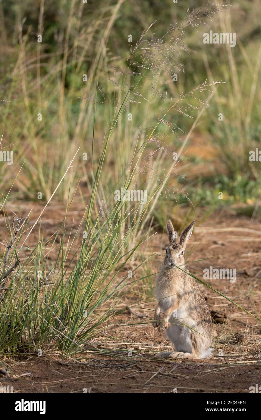 Tolai Hare (Lepus tolai) eating grasses in an oasis in the Galba Gobi ...