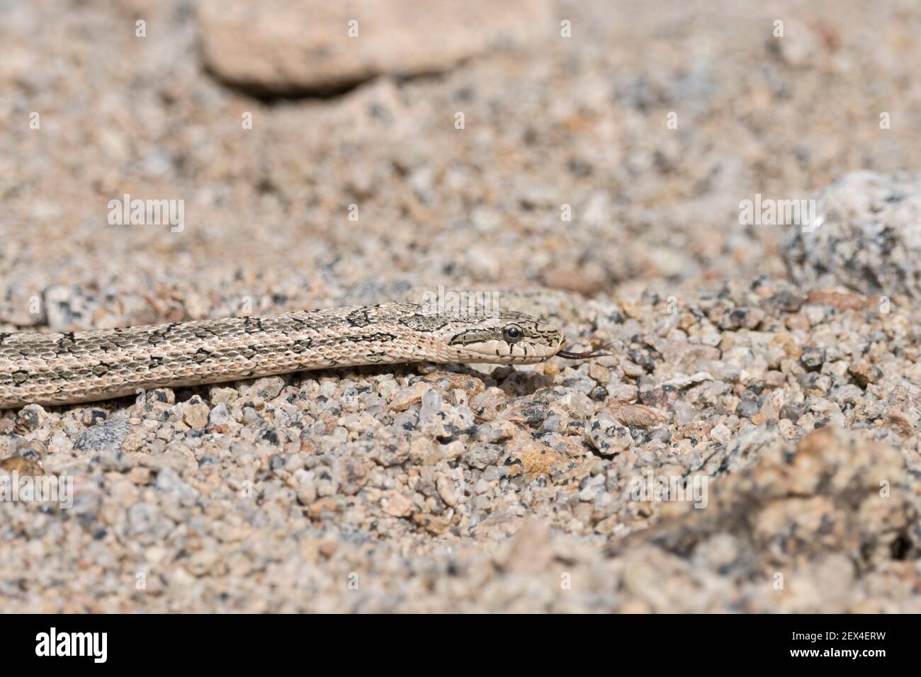 Gobi Desert Snakes