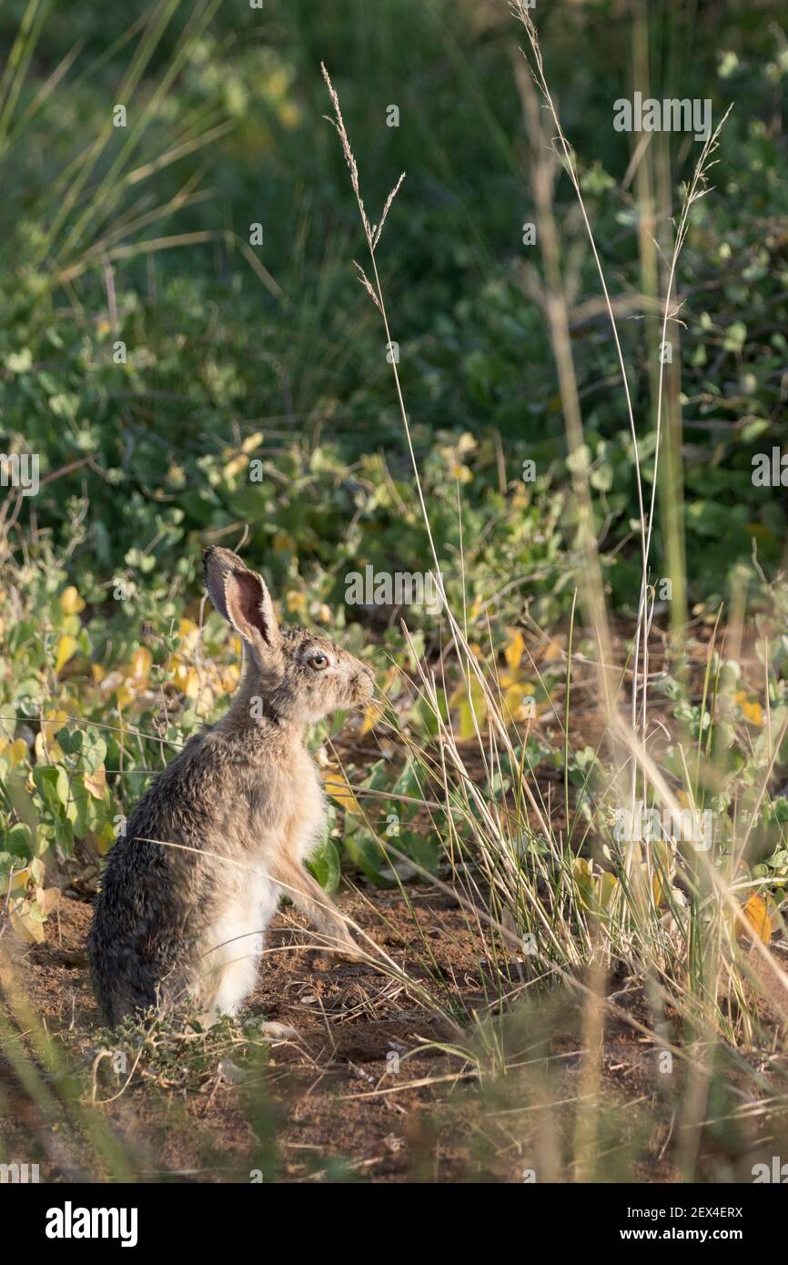 Lepus tolai hi-res stock photography and images - Alamy