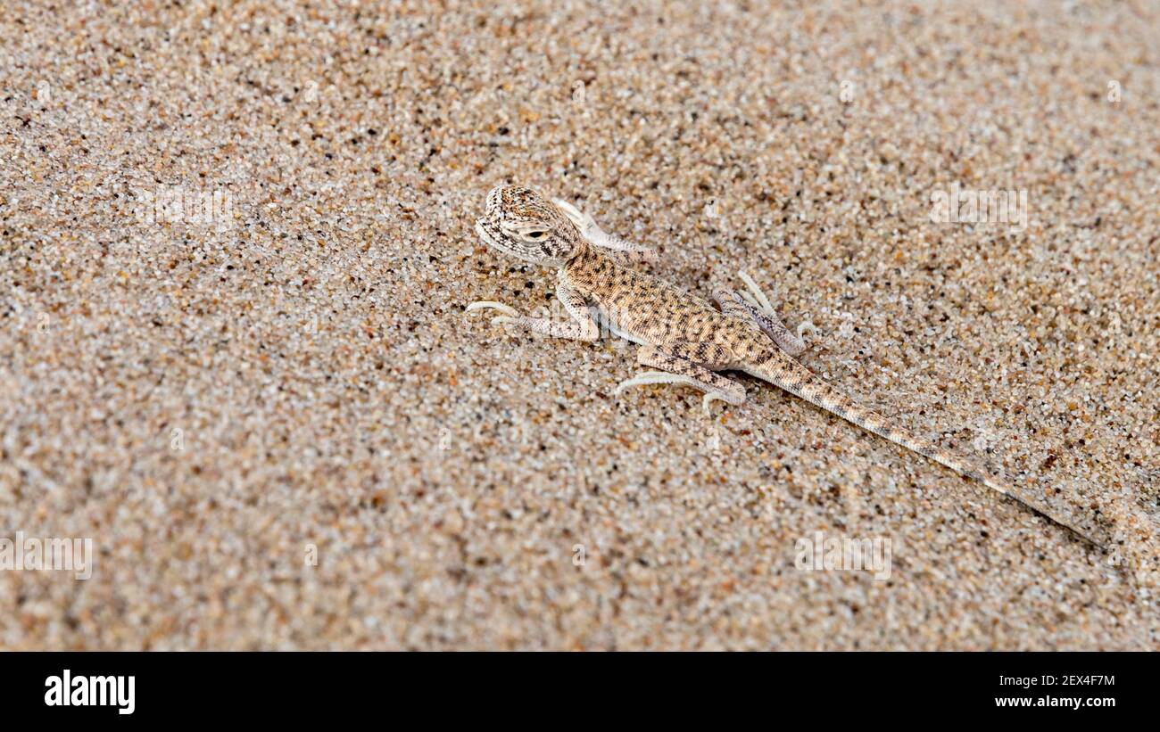 Toad-headed Agama (Phrynocephalus arabicus) on the sand to escape ...