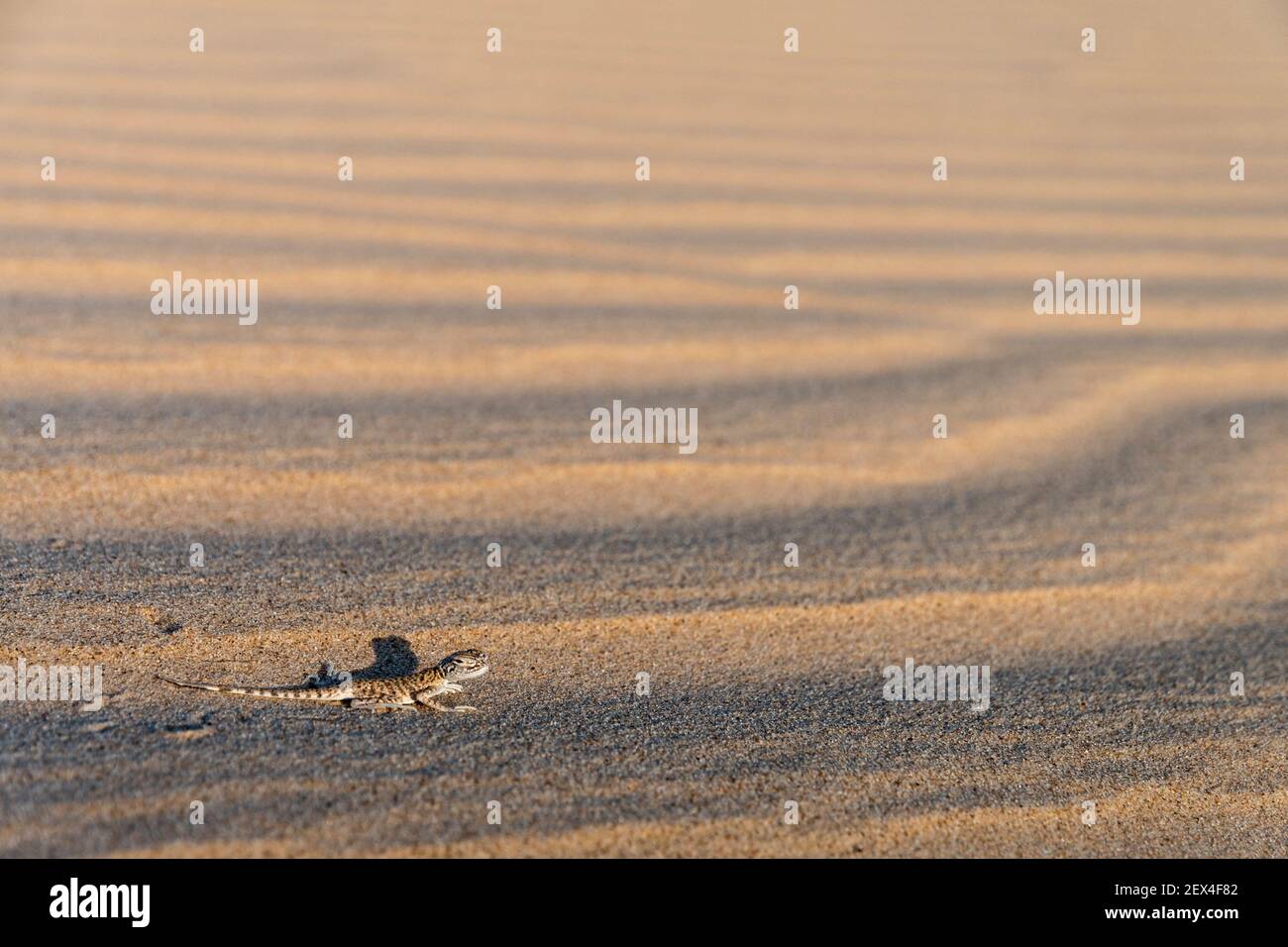 Toad-headed Agama (Phrynocephalus arabicus) on the sand to escape ...