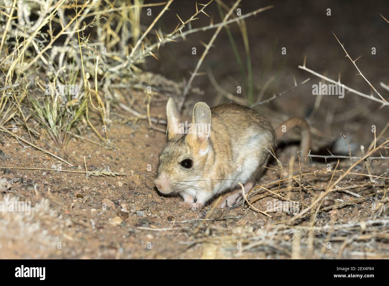 Gobi jerboa (Allactaga bullata) at night in the Galba Gobi Desert ...
