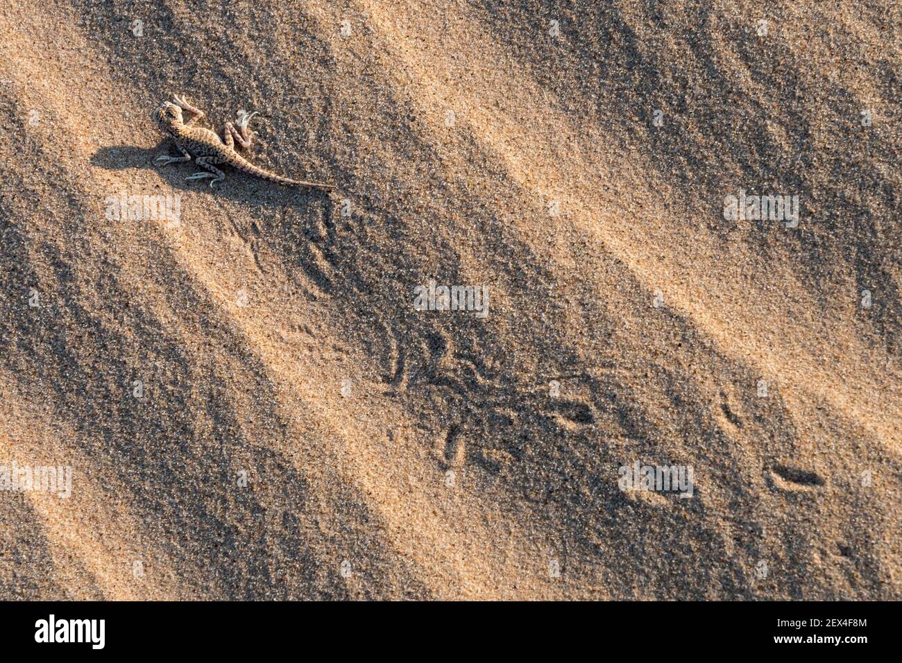 Arabicus High Resolution Stock Photography and Images - Alamy