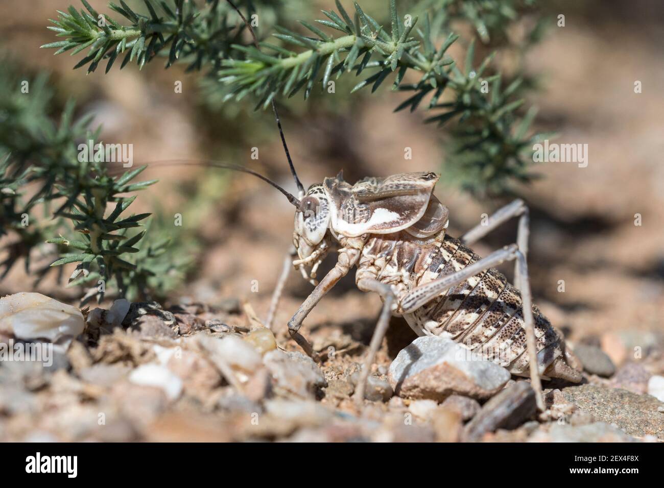 Bushcricket (Zichya sp) male in the Galba Gobi desert, Khanbogd, Mongo ...