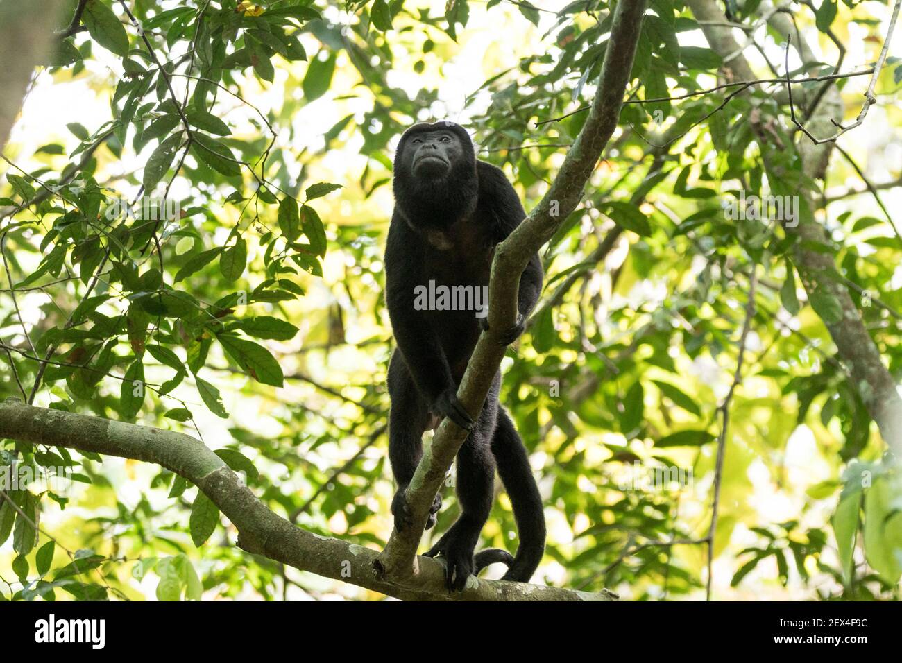Mantled Howler Monkey (Alouatta palliata) male in a tree, Soberania ...