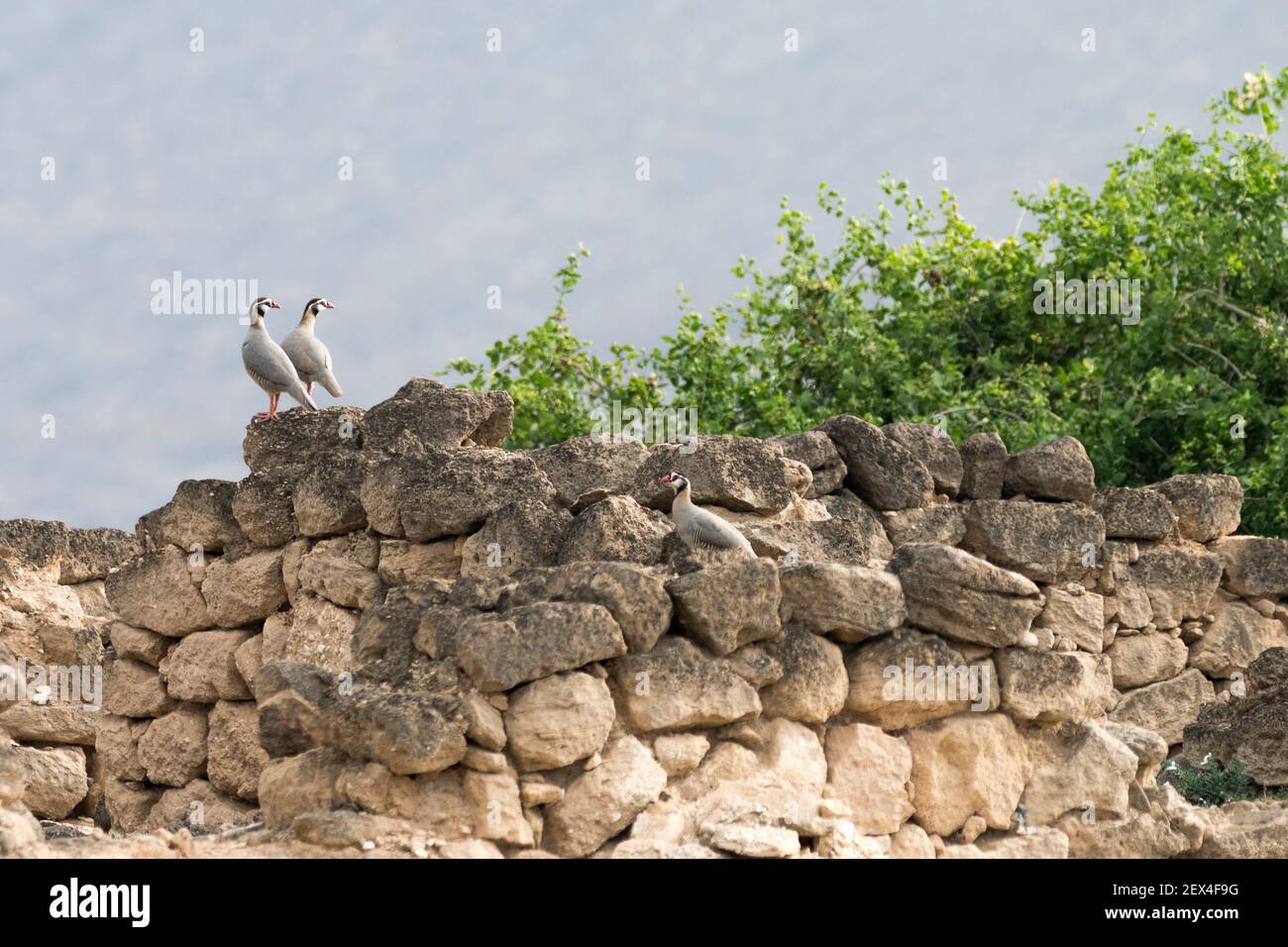 Arabian Partridge (Alectoris melanocephala) on a stone wall, Mughsayl ...