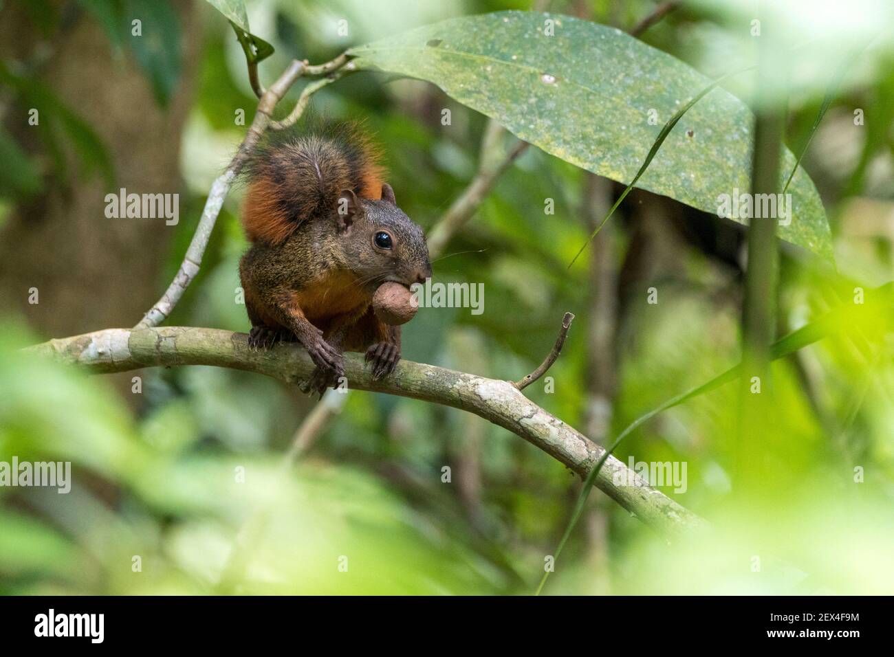 Variegated Squirrel (Sciurus variegatoides) holding the nut of a tree ...