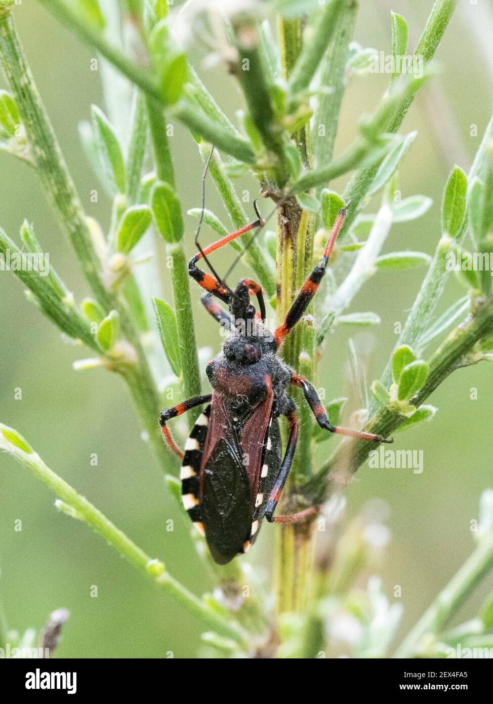 Assassin bug rhynocoris sp hi-res stock photography and images - Alamy