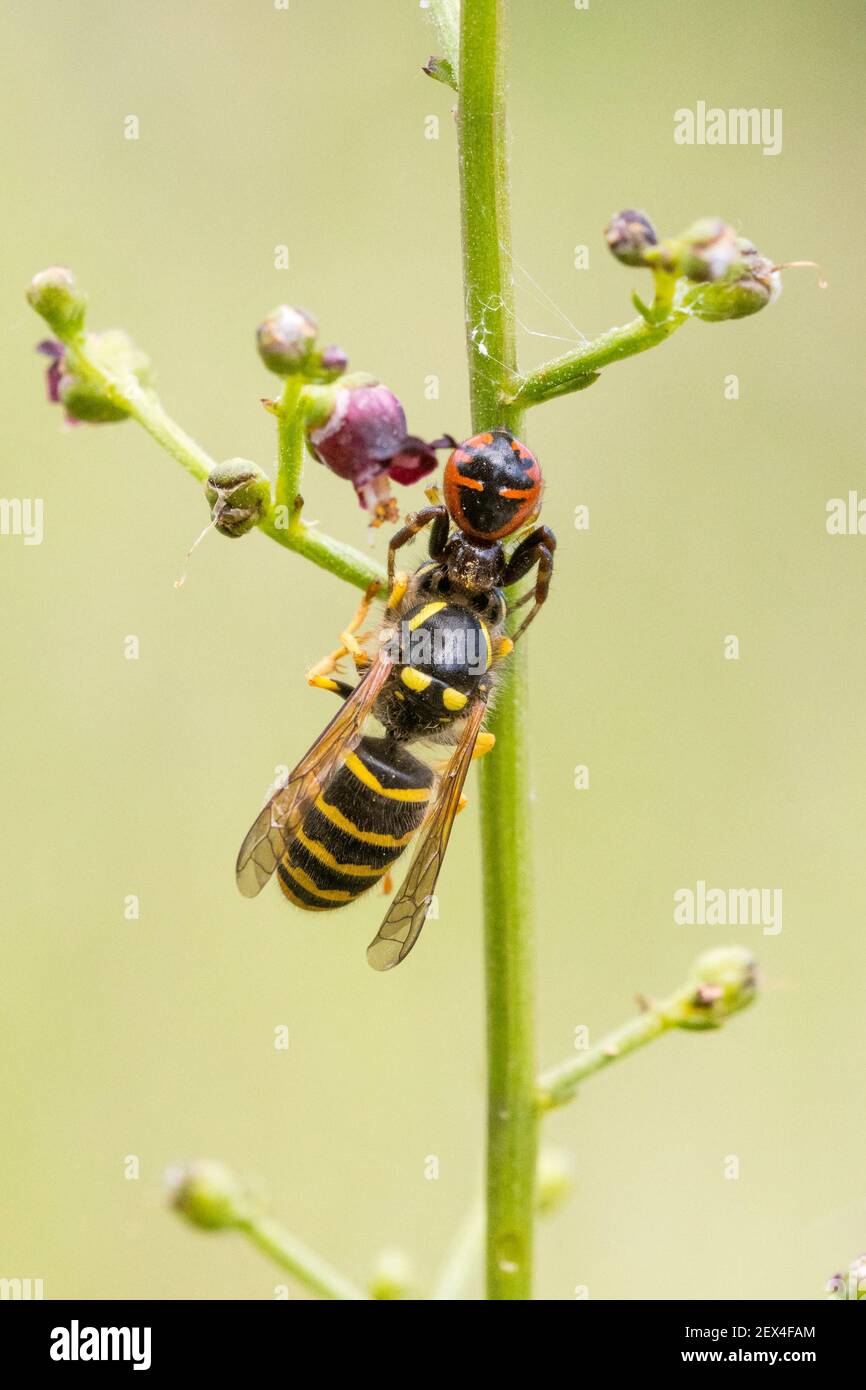 Napoleon spider (Synaema globosum) having caught a tree wasp ...