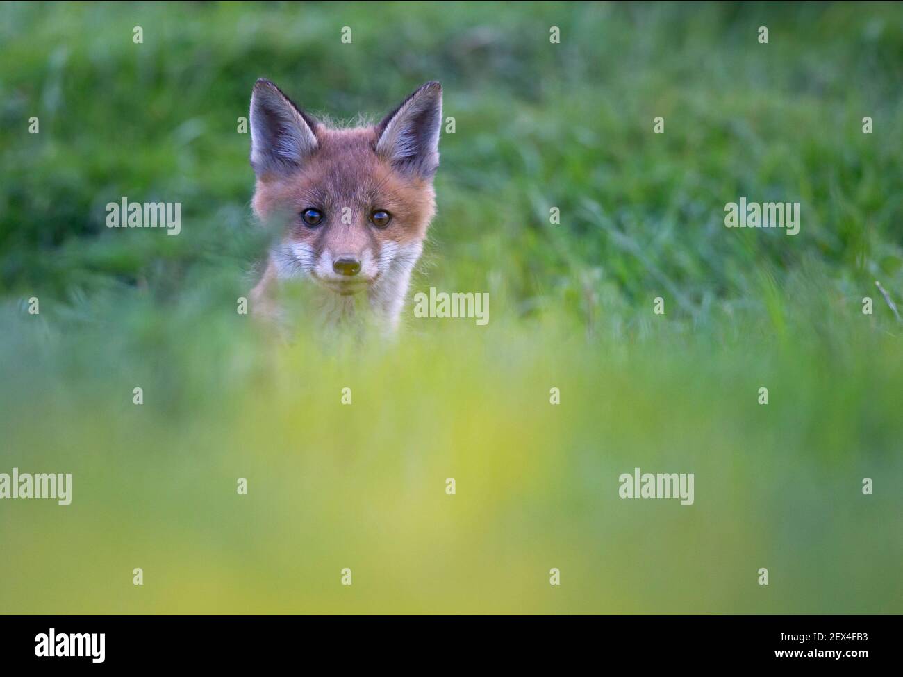 Red fox (Vulpes vulpes) cub coming out of his earth, England Stock ...