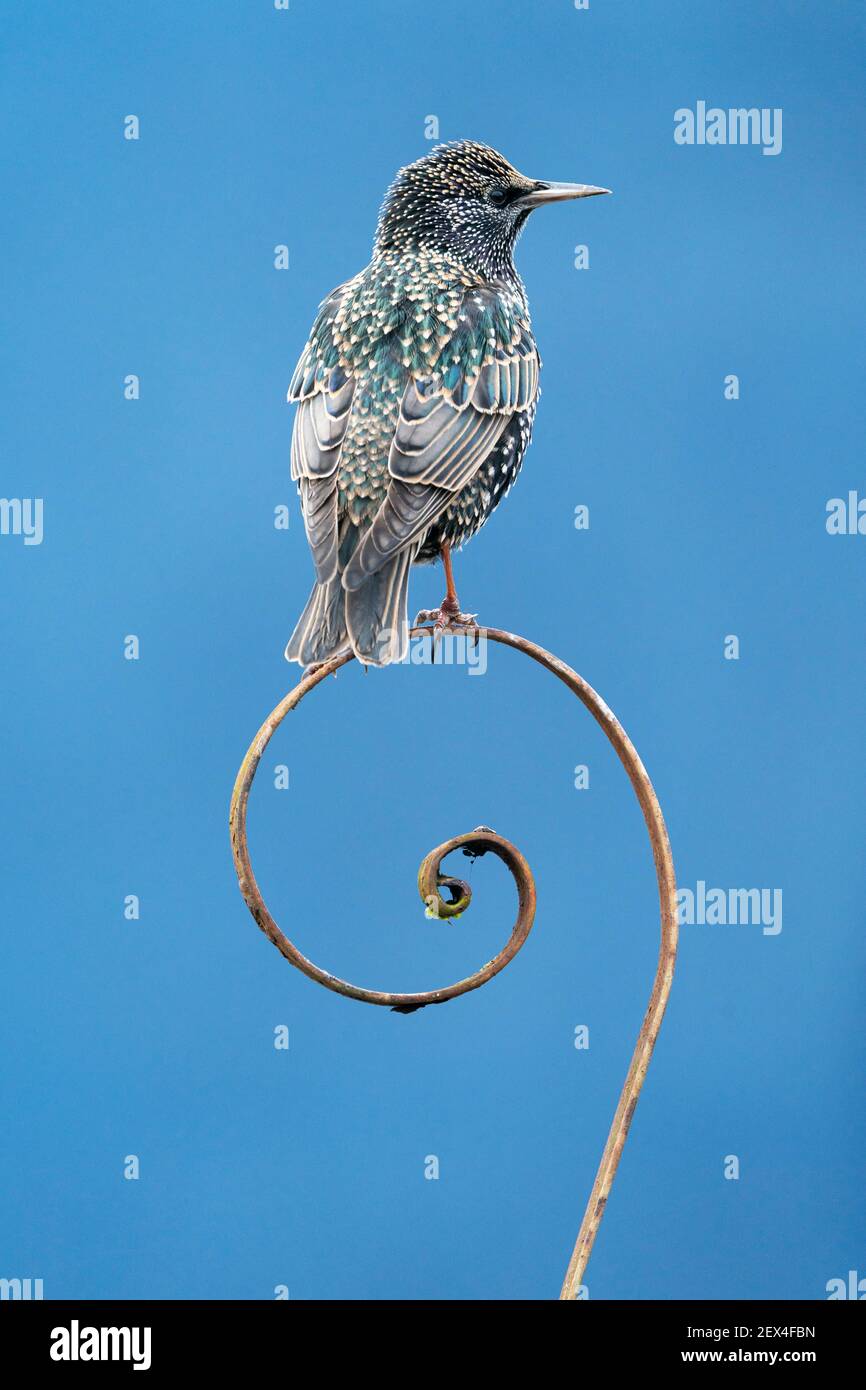 Mark starling hi-res stock photography and images - Alamy