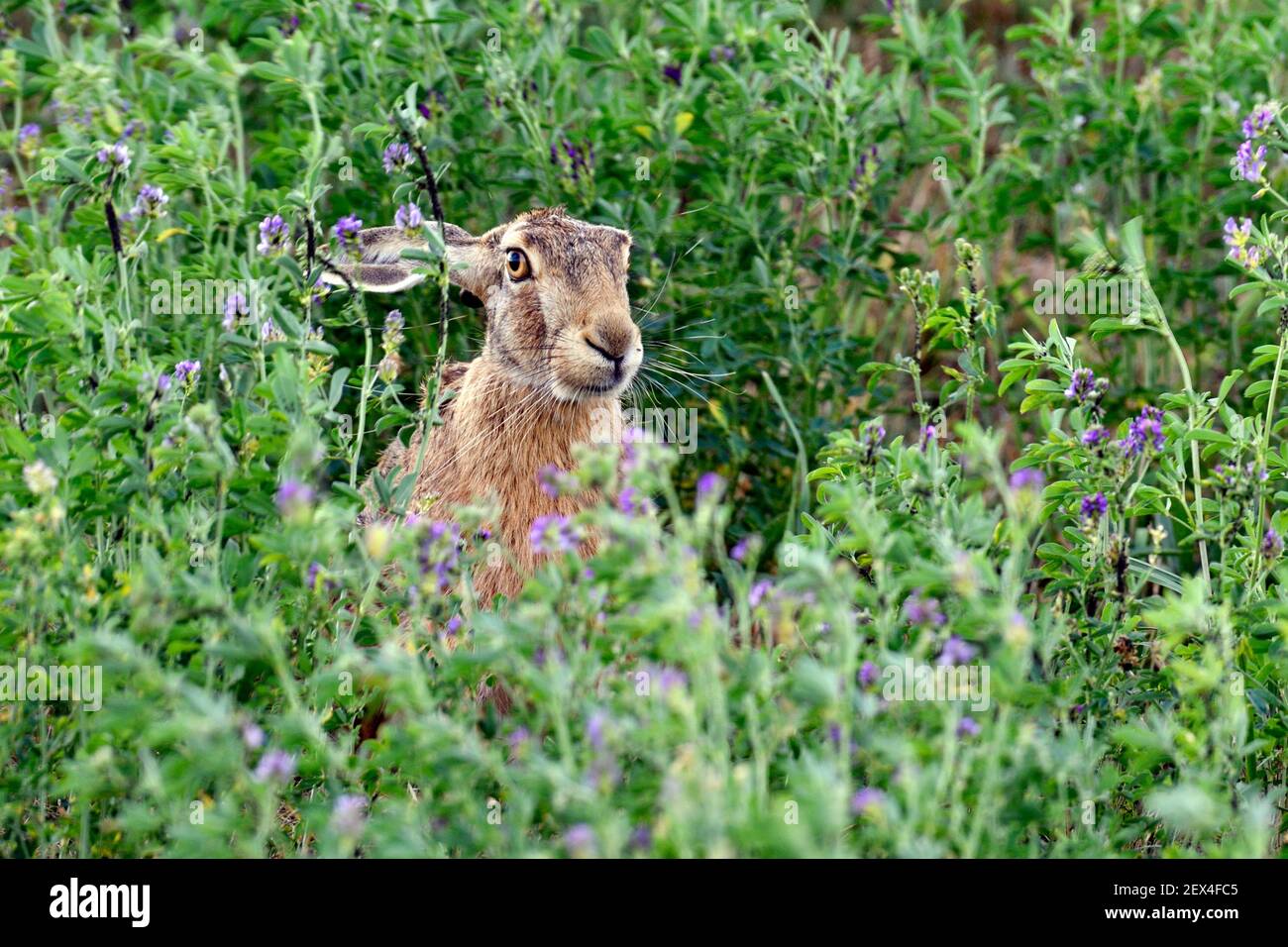 European hare (Lepus europaeus) in alfalfa (Medicago sativa) field ...