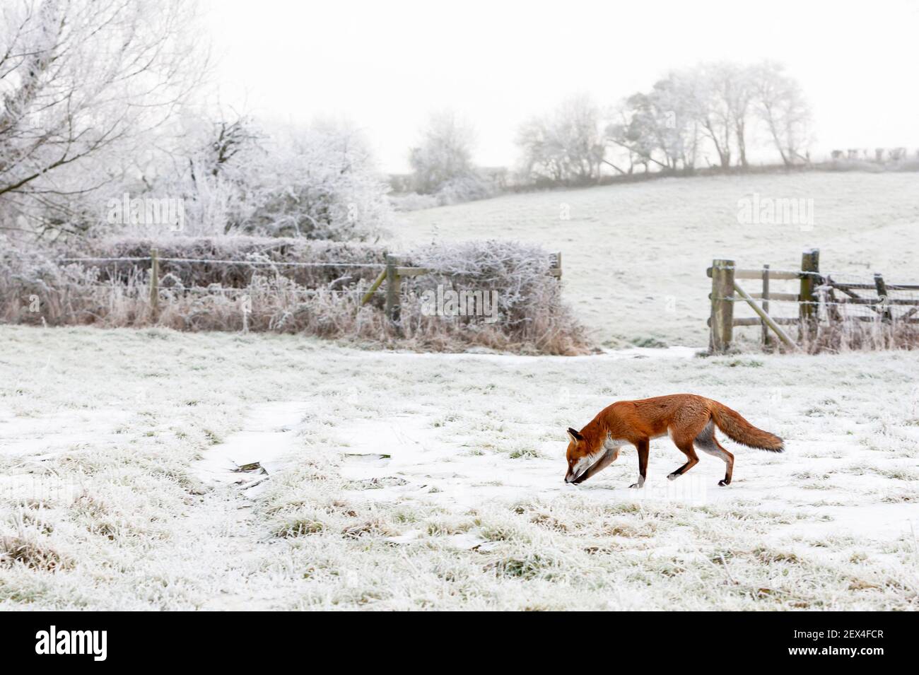 Foxes in the countryside hi-res stock photography and images - Alamy