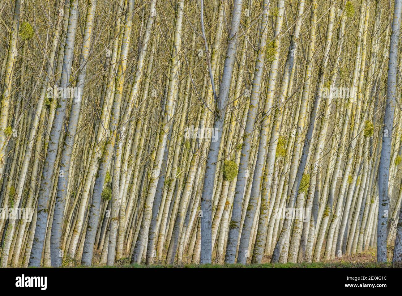 Poplar grove in winter, Black poplar (Populus nigra), Chautagne ...