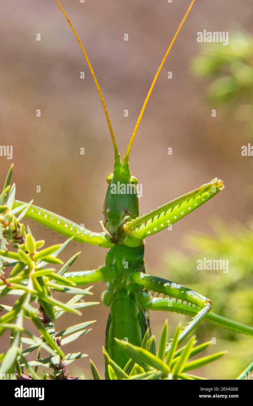 Predatory Bush Cricket (Saga pedo) female cleaning a front paw in a ...