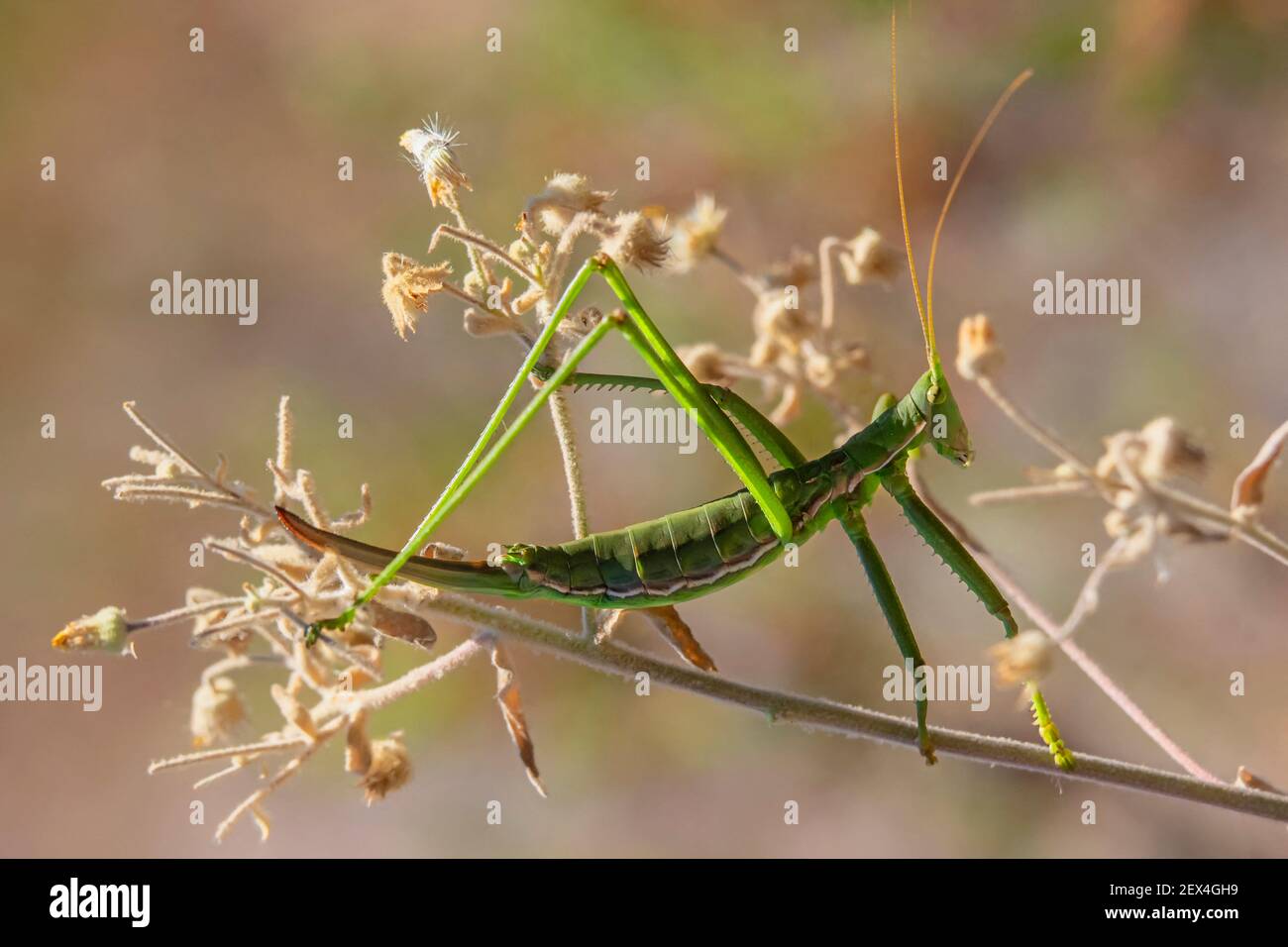Predatory Bush Cricket (Saga pedo) female in a bush in summer, Plaine ...
