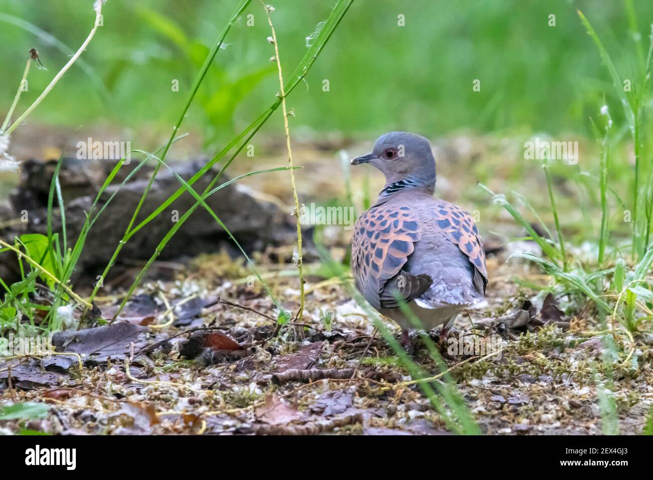 Turtle Dove (Streptopelia turtur) on the ground in a grove in spring ...