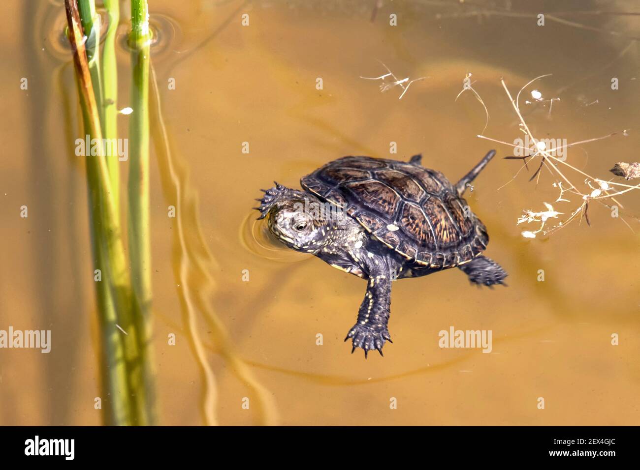 European Pond Turtle (Emys orbicularis) on the surface of a small pond ...