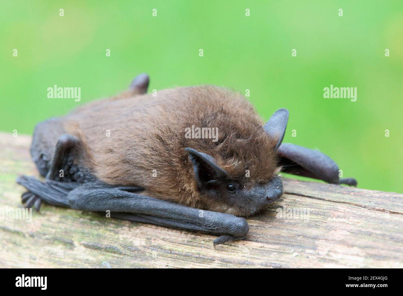 Common pipistrelle (Pipistrellus pipistrellus) adult resting on a ...