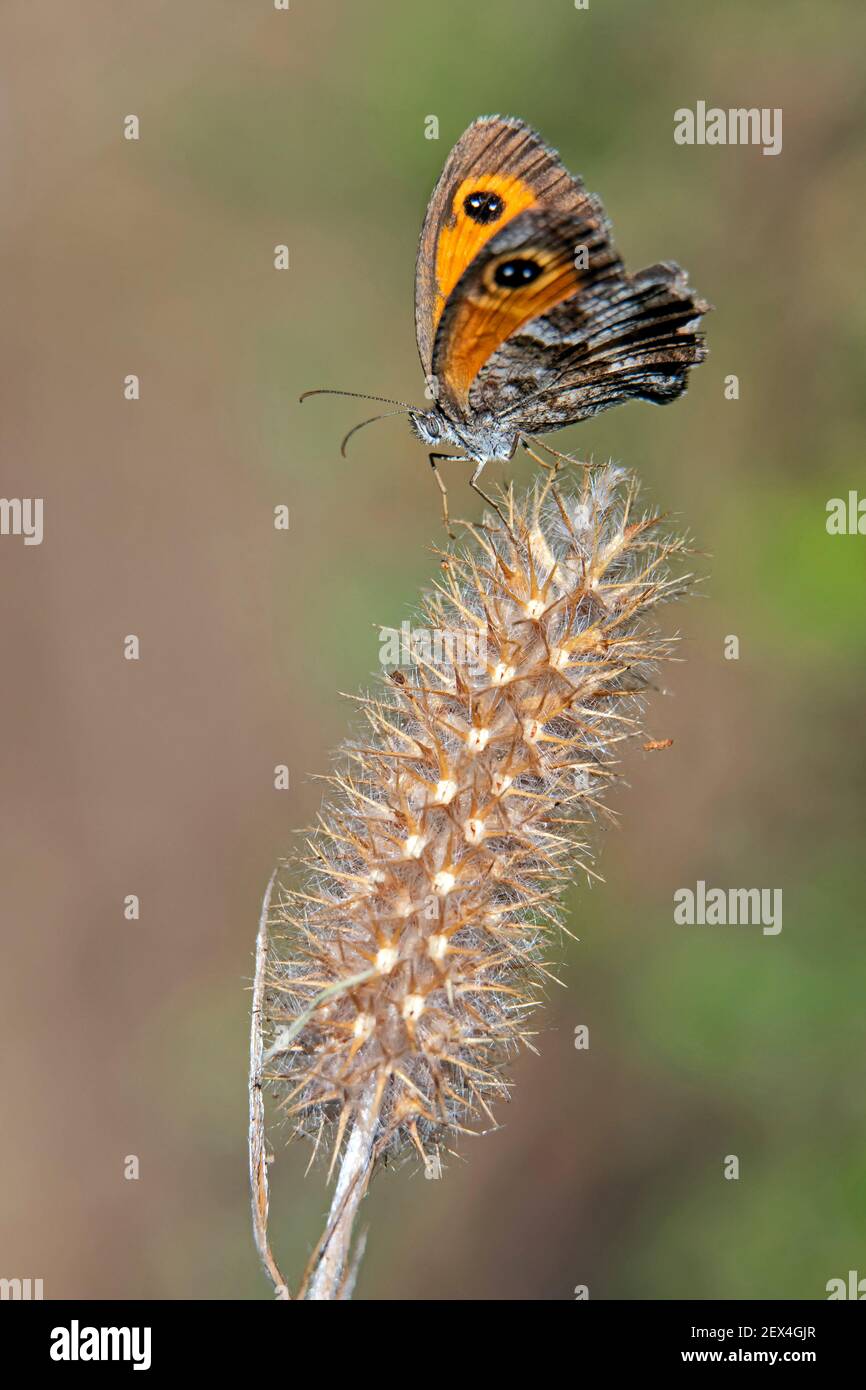 Gatekeeper (Pyronia tithonus) on a dry inflorescence in summer, Jaillon ...