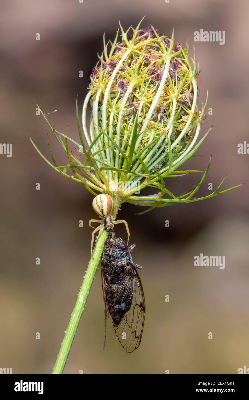 Predation of a grey cicada (Cicada orni) by a spider-crab under the ...