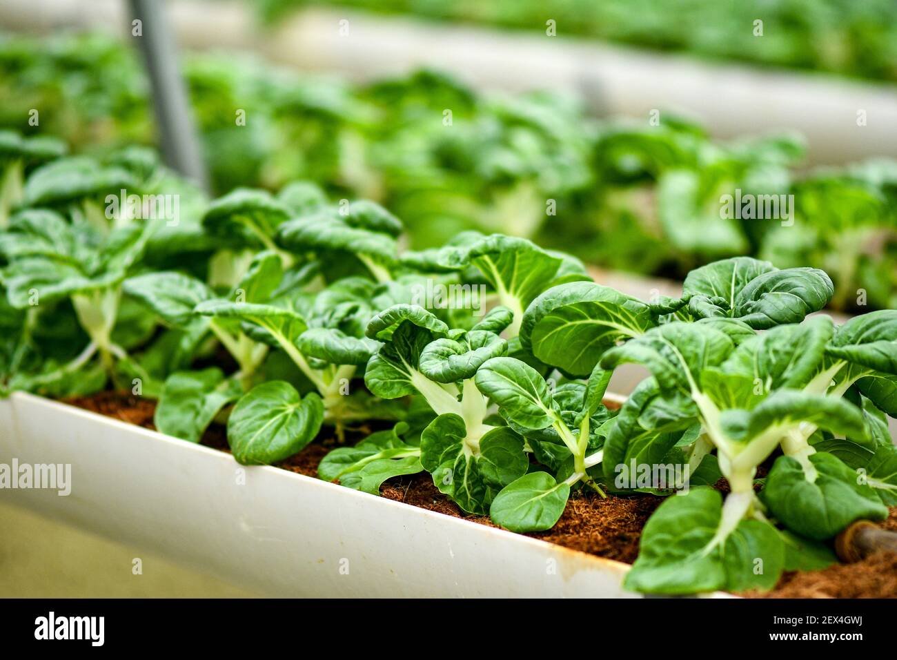 Irrigation system cabbage hi-res stock photography and images - Alamy
