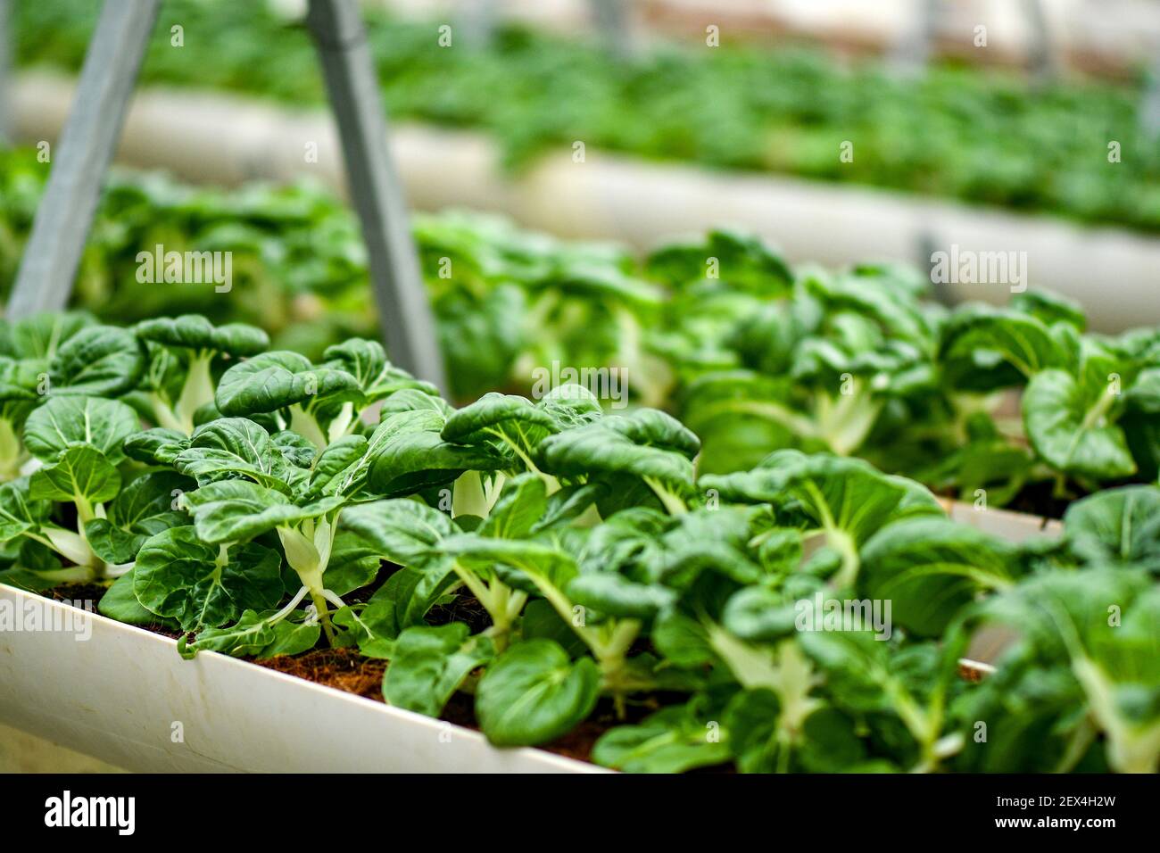 Irrigation system cabbage hi-res stock photography and images - Alamy