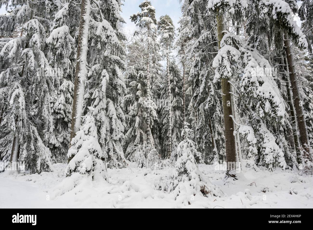 Spruce forest in winter, Odenwald, Hesse, Germany, Europe Stock Photo ...