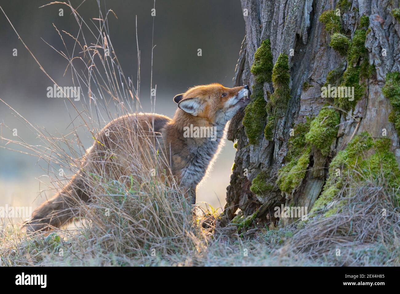 Red fox sniffs on tree trunk, Vulpes vulpes, Hesse, Germany, Europe ...