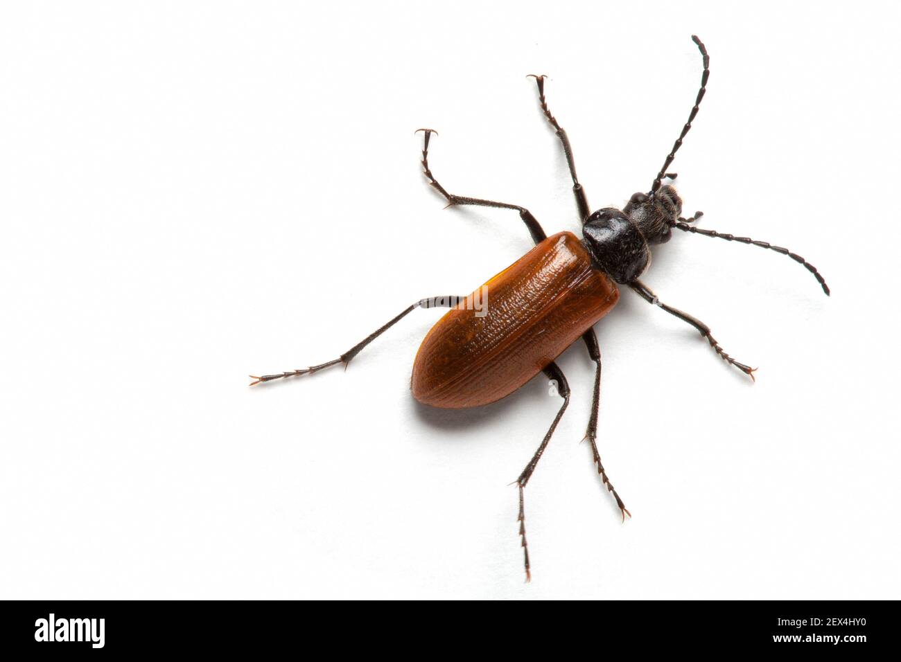 Comb-clawed beetle (Omophlus lepturoides) on a white background ...