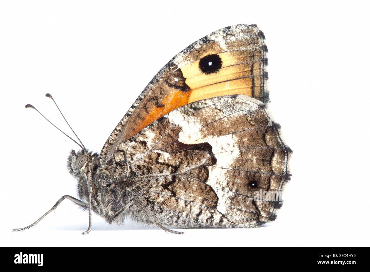 Rock grayling (Hipparchia semele) on white background, Remuzat, Drome ...