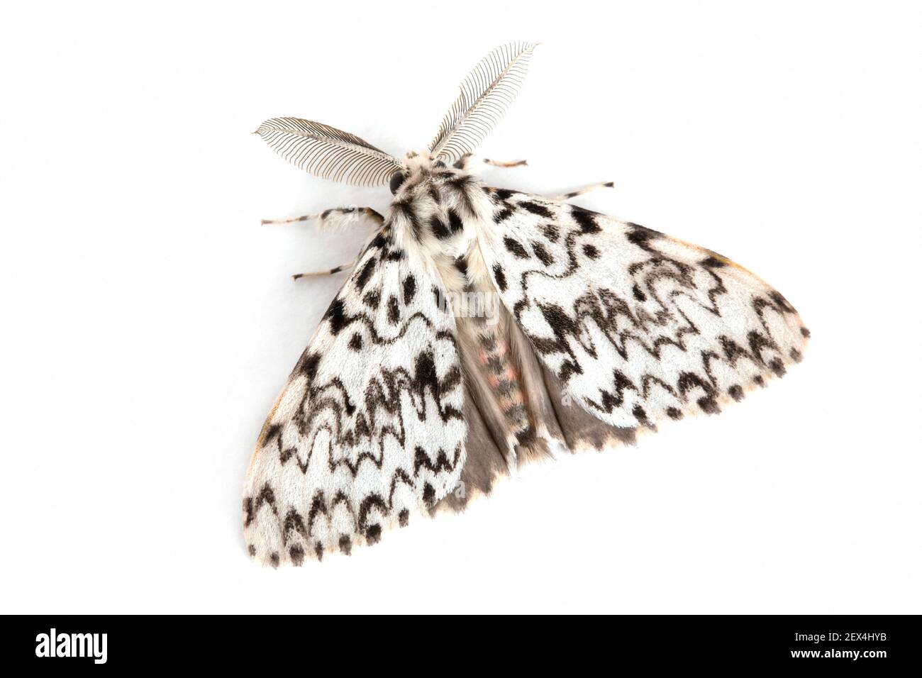 Black Arches (Lymantria monacha) male on white background, Bagnac-sur ...
