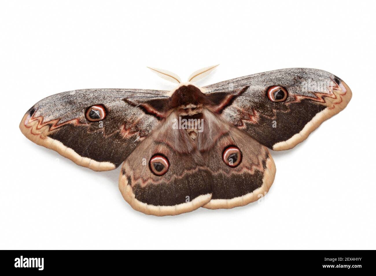 Giant peacock moth (Saturnia pyri) on a white background, Provence ...