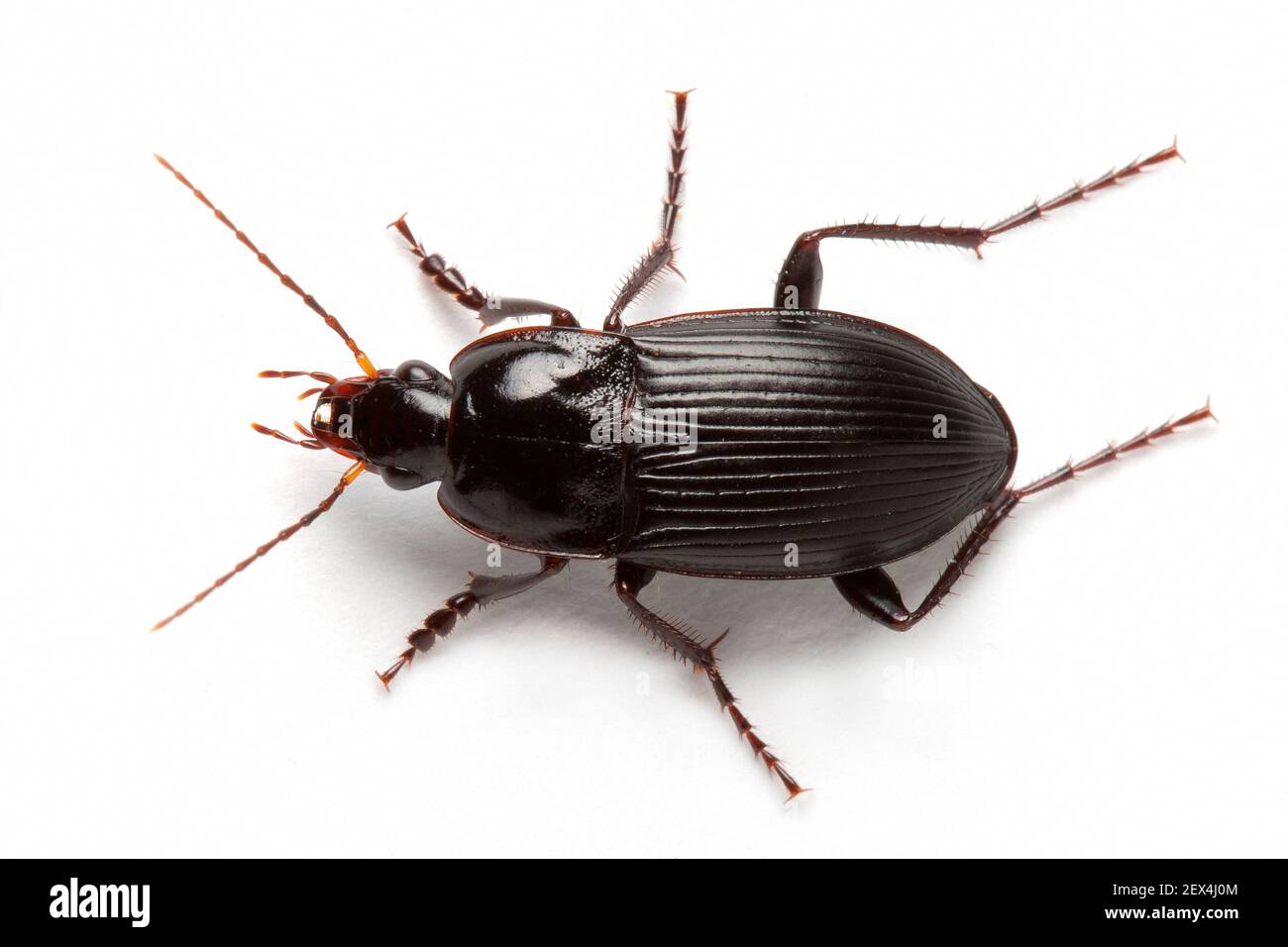 Ground beetle (Harpalus sp) on a white background, Provence, France ...