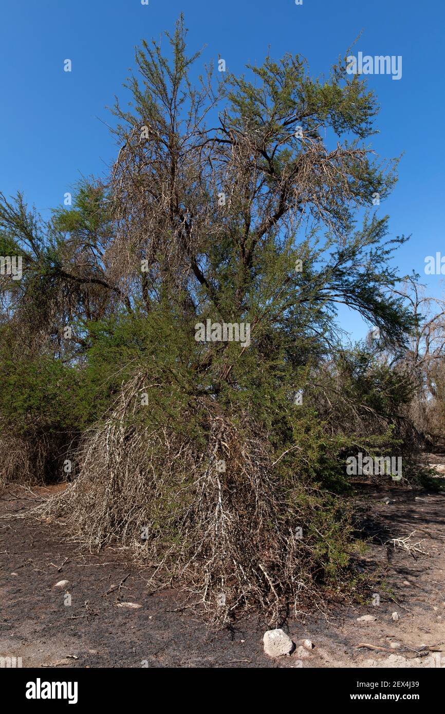 Tamarugo (Prosopis tamarugo), Endangered Desert Tree, Atacama Desert ...