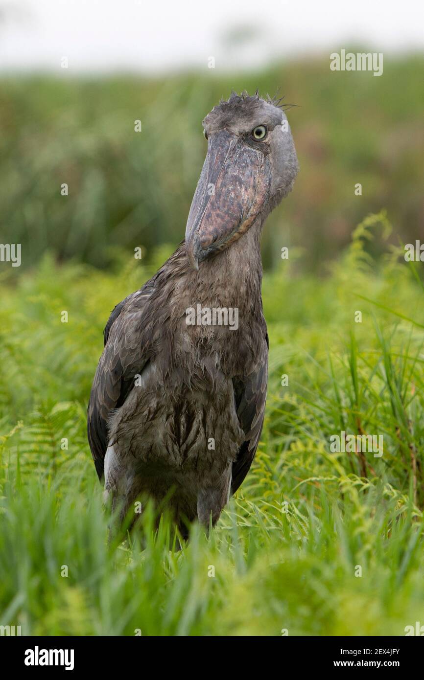 Shoebill (Balaeniceps rex) in a swamp, Mabamba bay, Lake Victoria ...