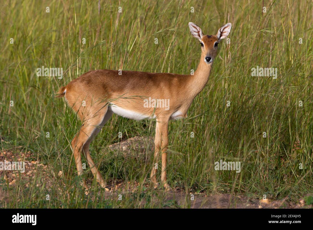 Oribi (Ourebia ourebi), Murchison Falls National Park, Uganda Stock ...